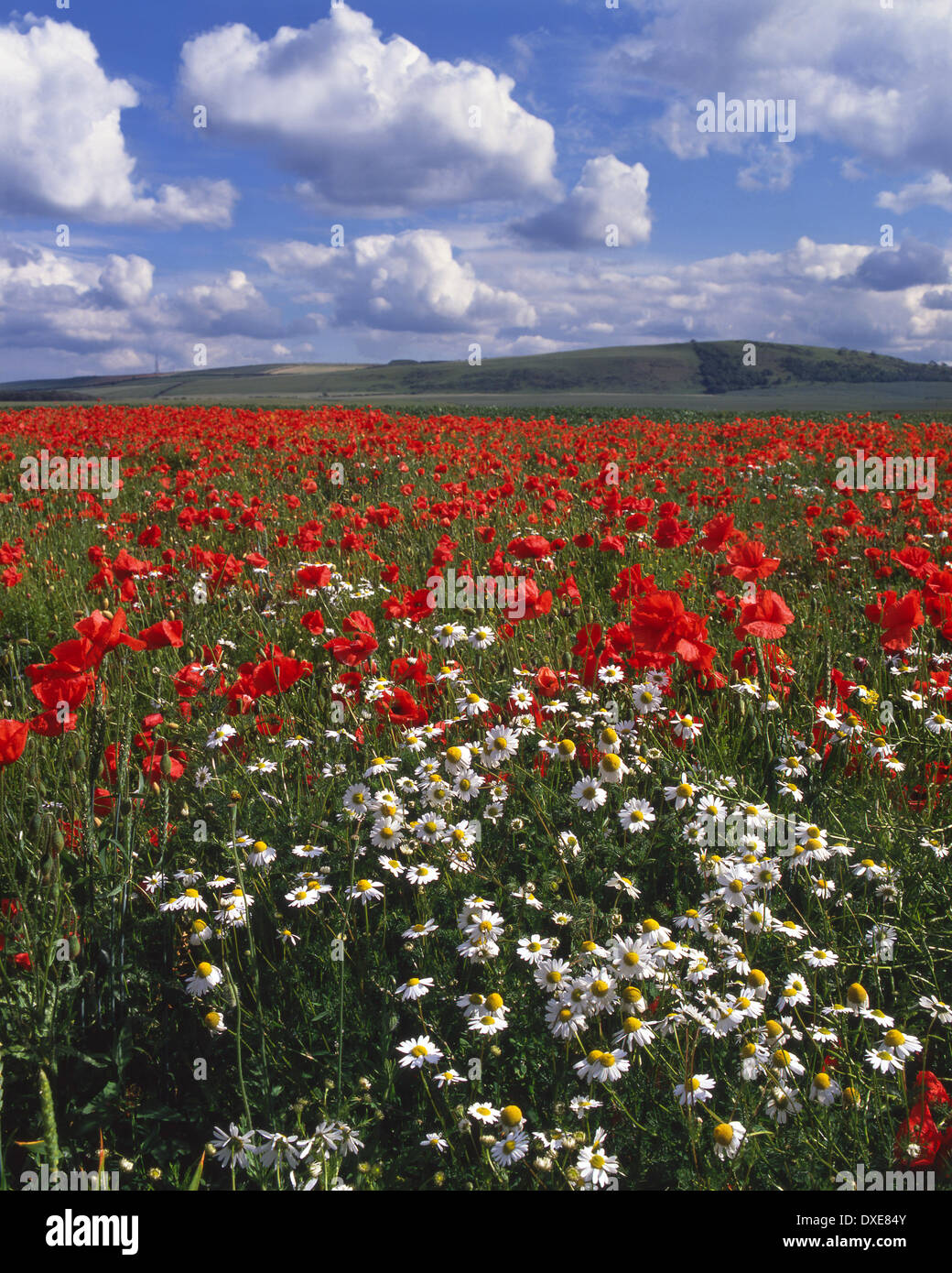 Poppy field of remembrance hi-res stock photography and images - Alamy