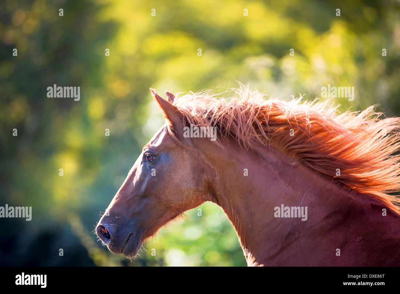 Maremmano. Portrait of chestnut gelding with mane flowing. Toscana ...