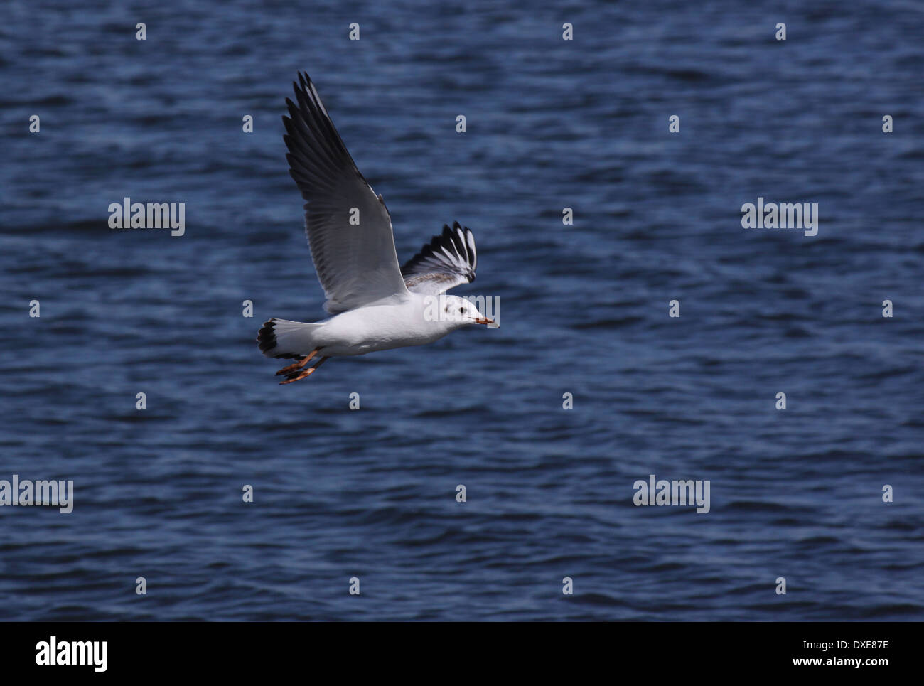 Common gull flying above river Stock Photo - Alamy