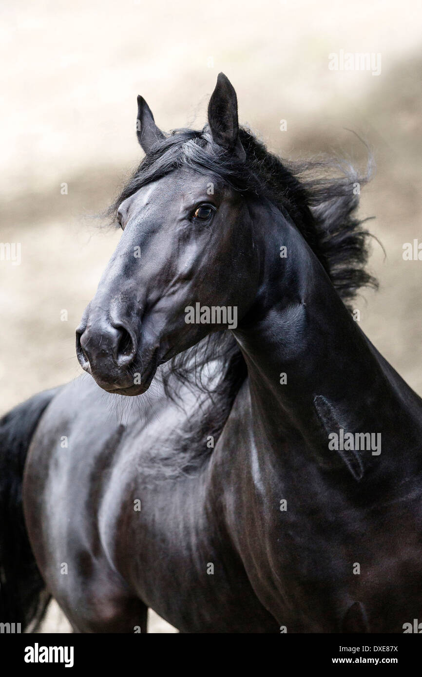 Murgese Horse. Portrait of black adult. Italy Stock Photo - Alamy