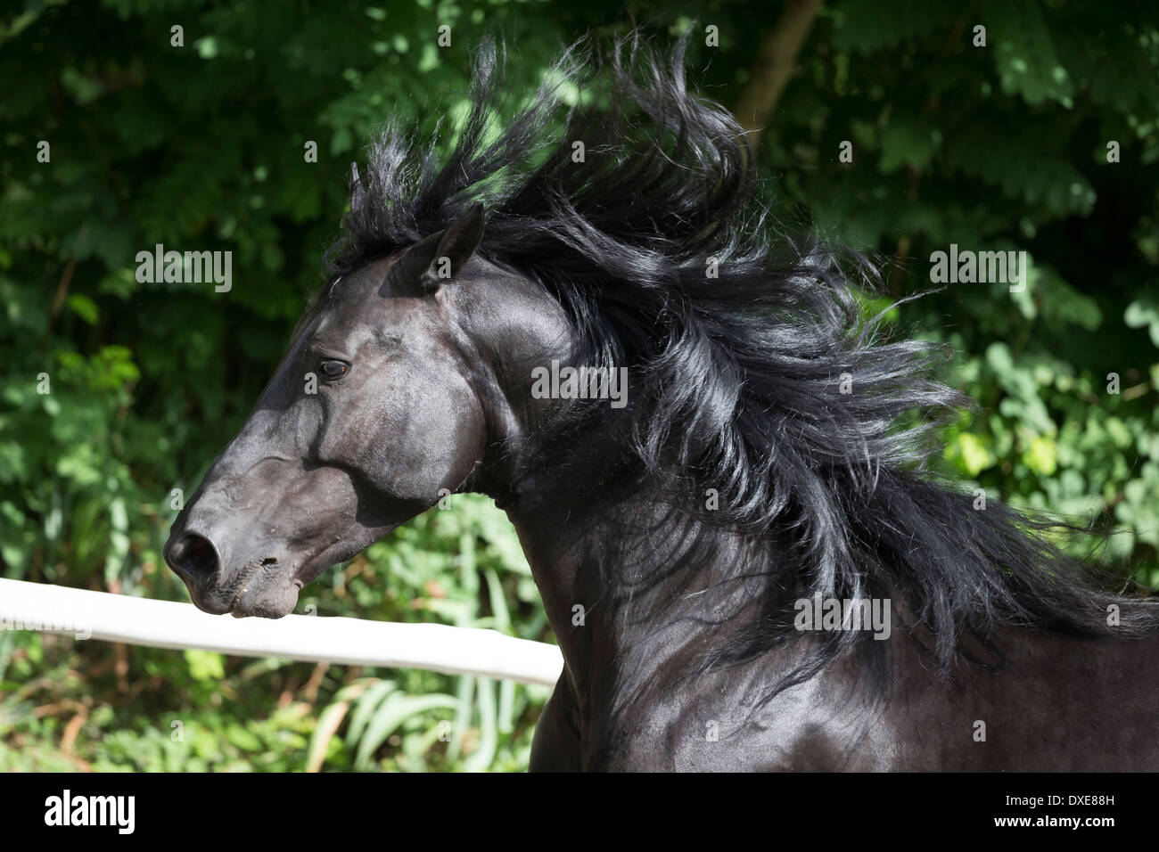 Murgese Horse. Portrait of black adult with mane flowing. Italy Stock ...