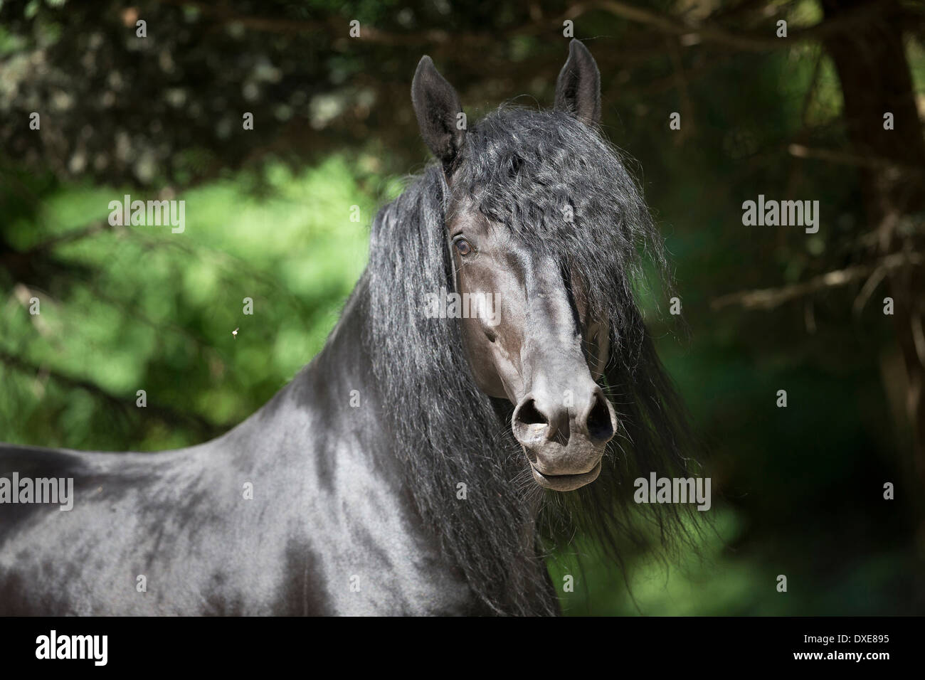 Murgese Horse. Portrait of black adult. Italy Stock Photo - Alamy