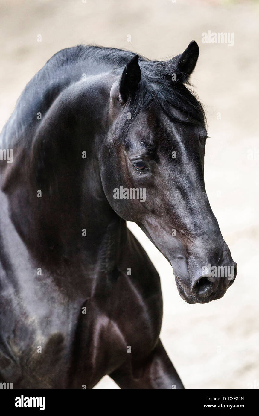 Murgese Horse. Portrait of black adult. Italy Stock Photo - Alamy