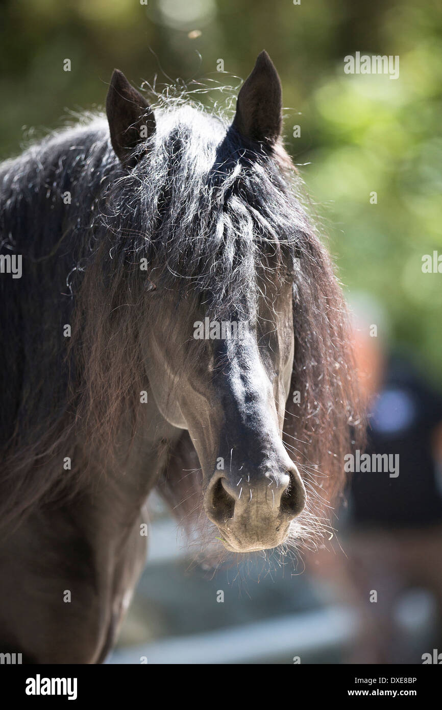 Murgese horse hi-res stock photography and images - Alamy