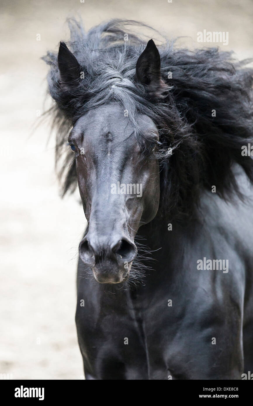 Murgese Horse. Portrait of black adult with mane flowing. Italy Stock ...
