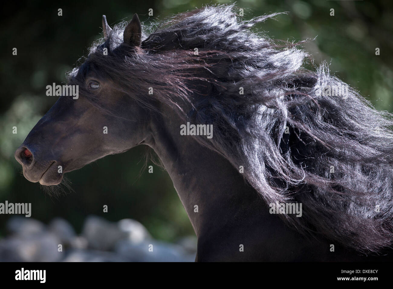 Murgese Horse. Portrait of black stallion with mane flowing. Italy ...