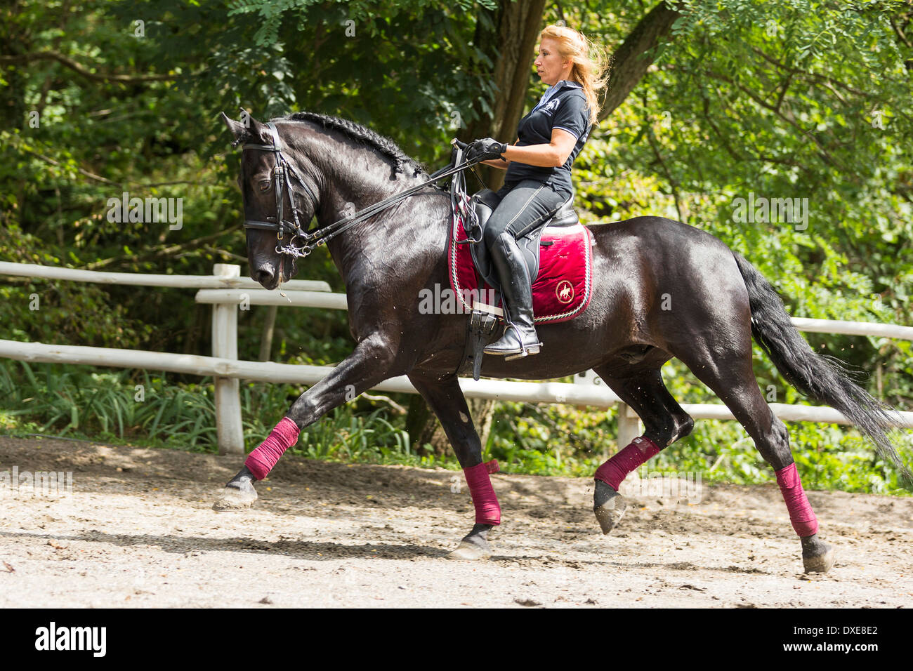 Murgese Horse. Rider with black stallion showing an extended trot ...