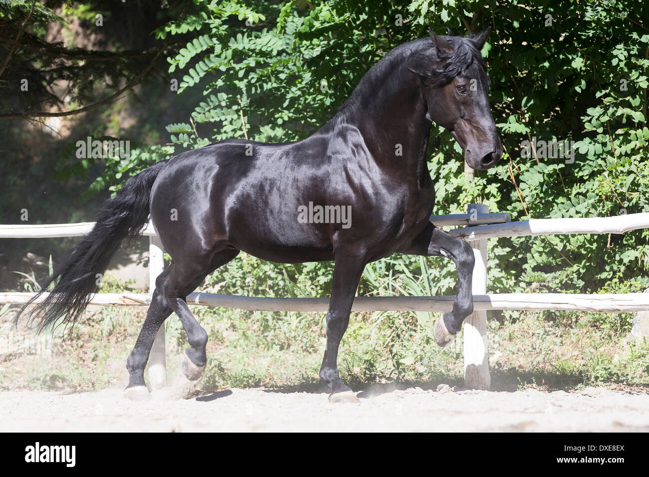 Murgese Horse High Resolution Stock Photography and Images - Alamy