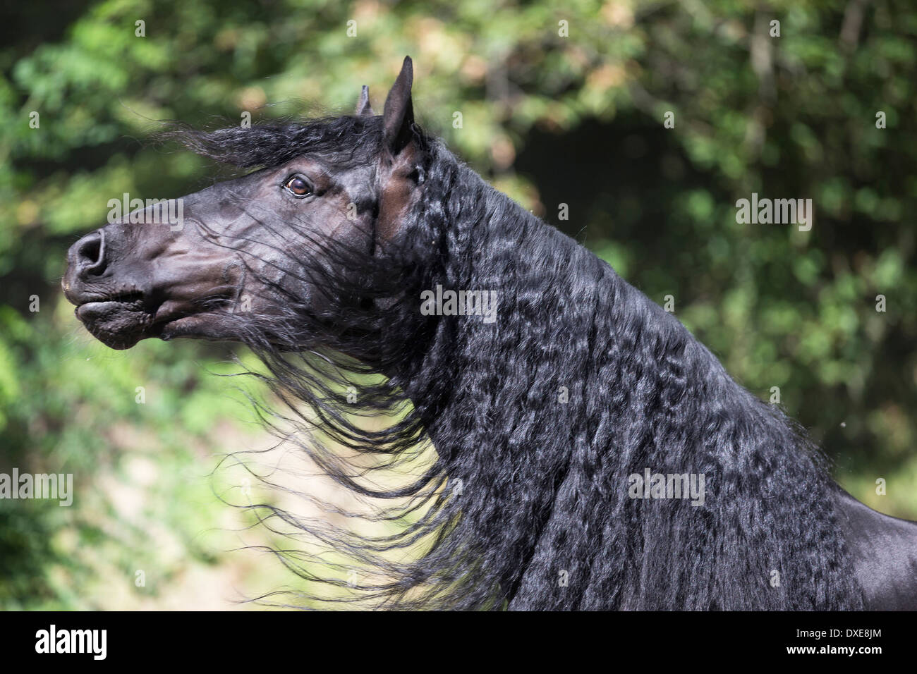 Murgese Horse. Portrait of black stallion. Italy Stock Photo - Alamy