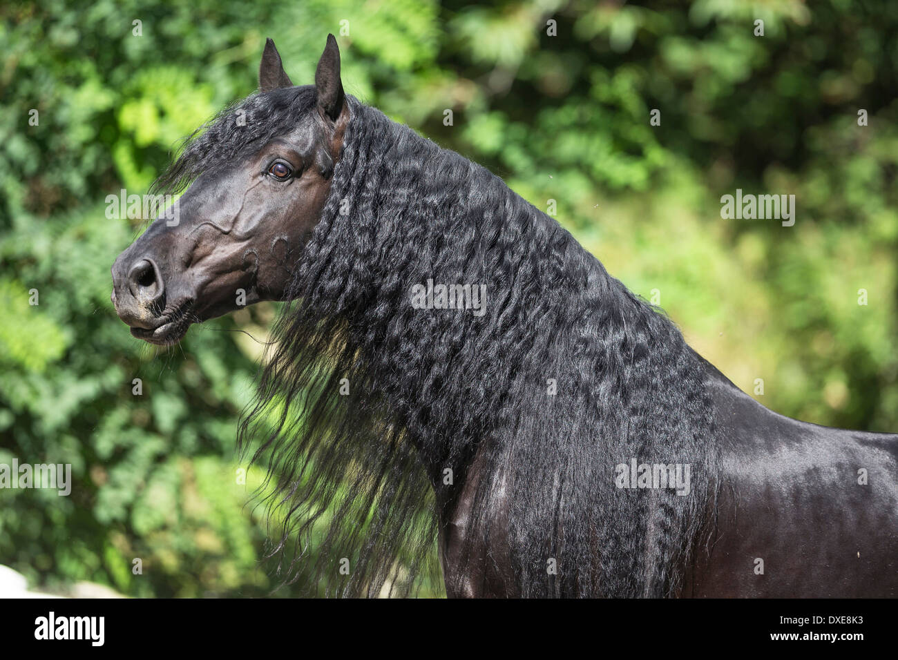 Murgese Horse. Portrait of black stallion. Italy Stock Photo - Alamy