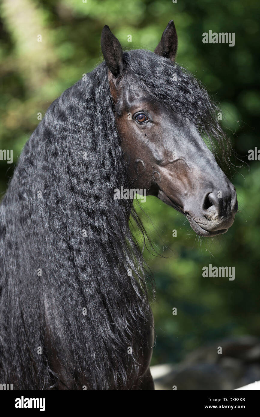 Murgese Horse. Portrait of black stallion. Italy Stock Photo - Alamy