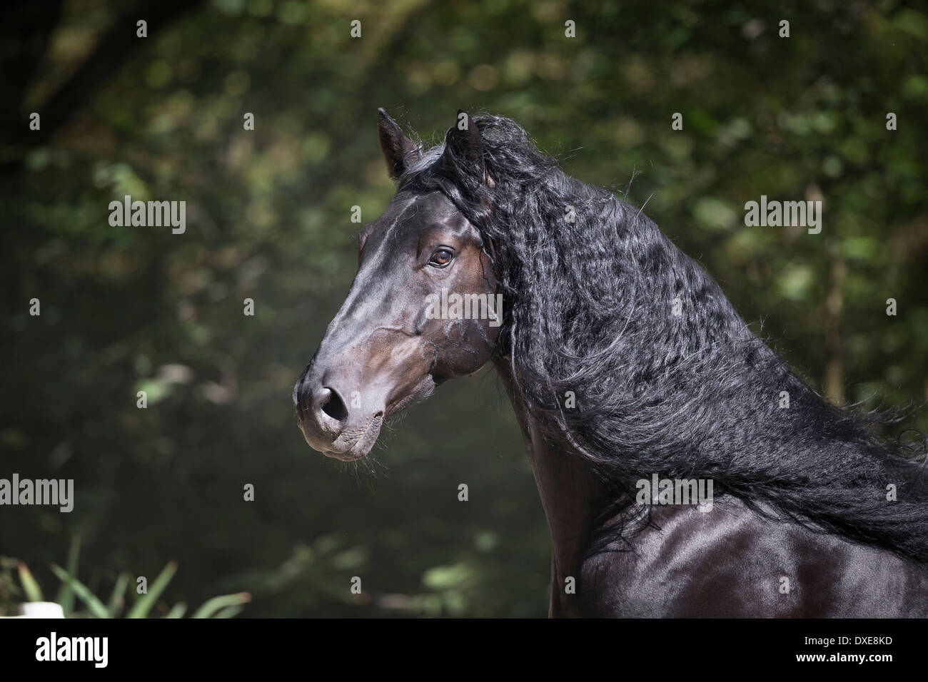 Murgese Horse. Portrait of black stallion. Italy Stock Photo - Alamy