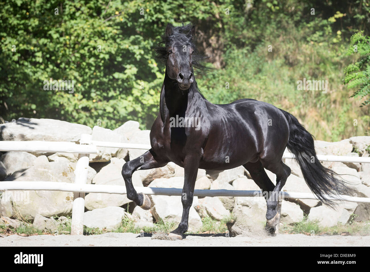 Murgese Horse. Black stallion trotting in a paddock. Italy Stock Photo ...