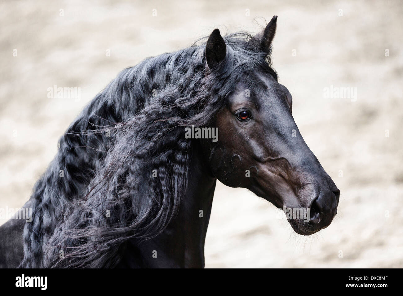 Murgese Horse. Portrait of black stallion. Italy Stock Photo - Alamy
