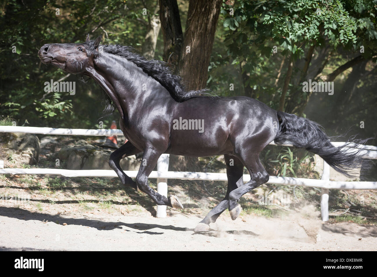 Murgese Horse. Black stallion galloping in a paddock. Italy Stock Photo ...