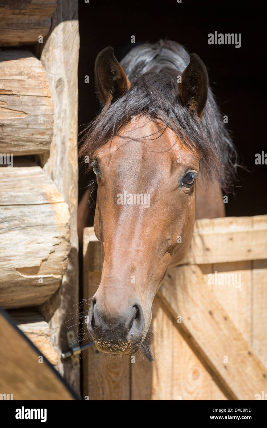 Oldenburg Horse. Bay adult looking out from a stable. Italy Stock Photo ...