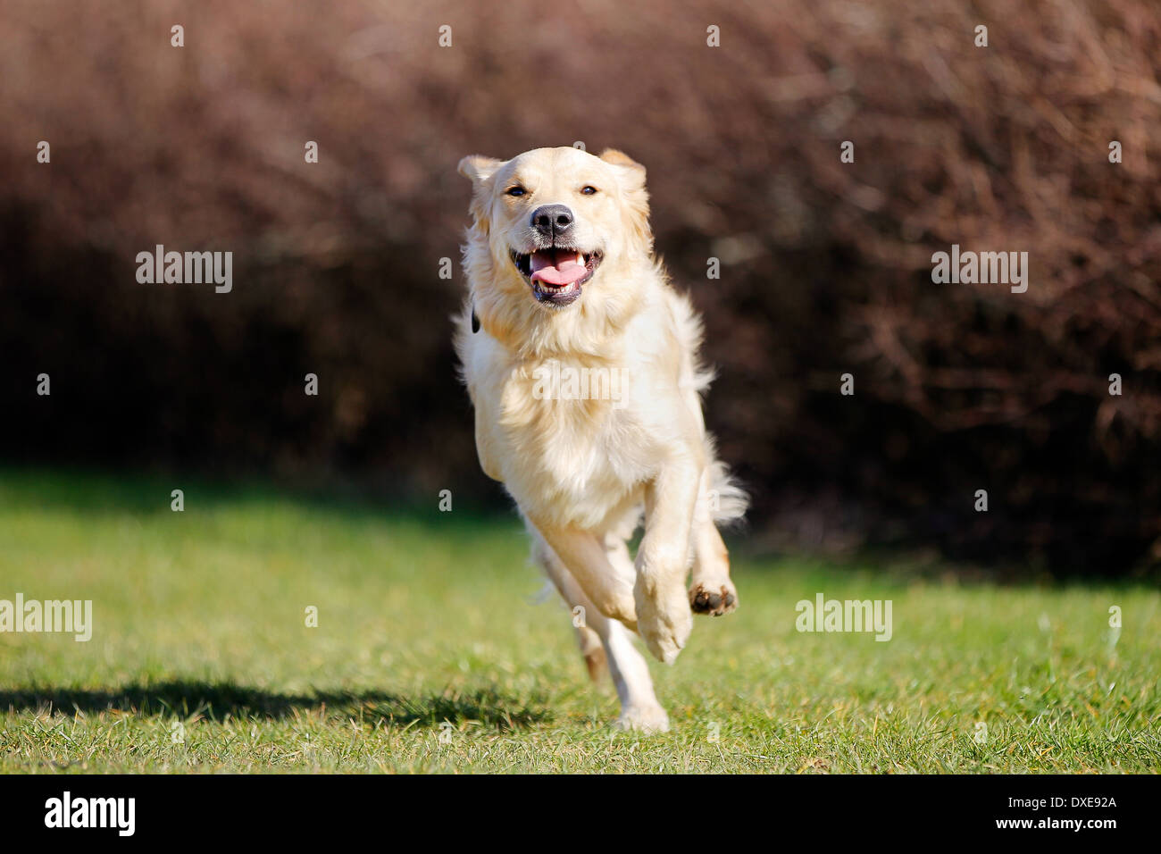 Dog running outside hi-res stock photography and images - Alamy
