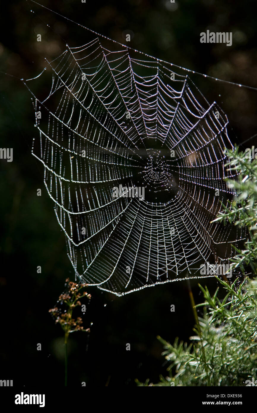 At cobweb hi-res stock photography and images - Alamy