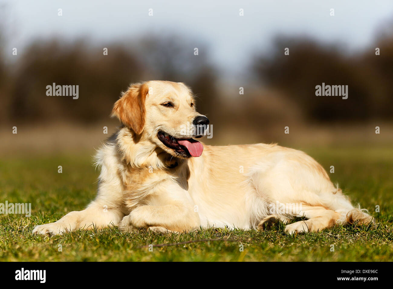 One year old golden retriever hi-res stock photography and images - Alamy