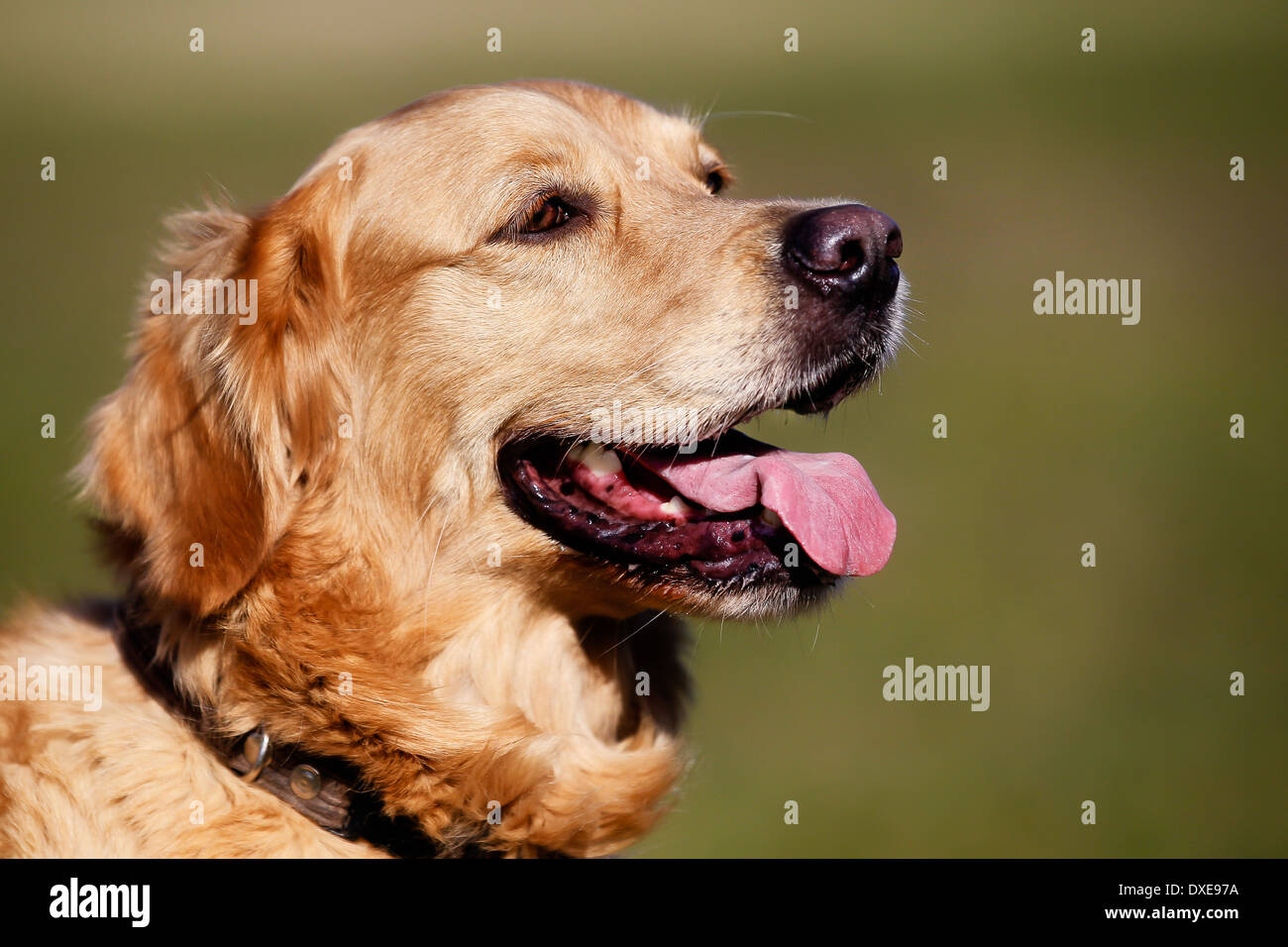 Close-up of beautiful purebred dog outside during summer time Stock ...