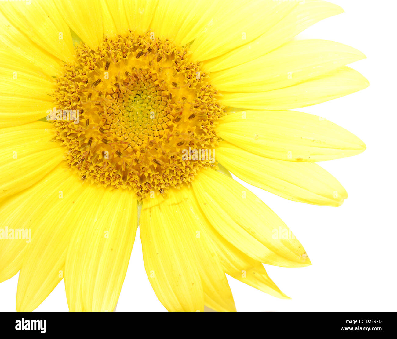 yellow sunflower isolated on white Stock Photo - Alamy
