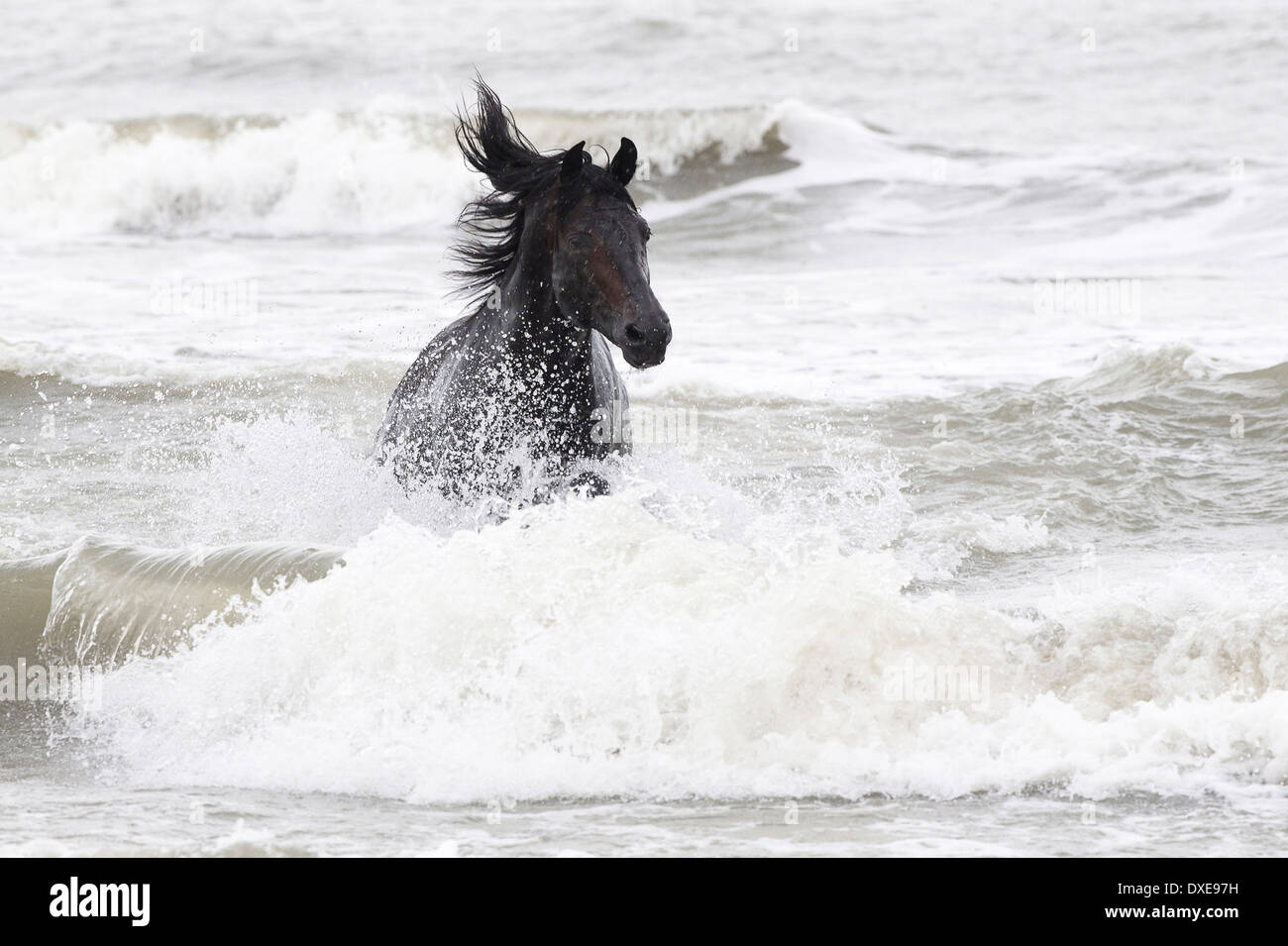 Pure Spanish Horse, Andalusian. Bay stallion galloping in surf, Romania ...