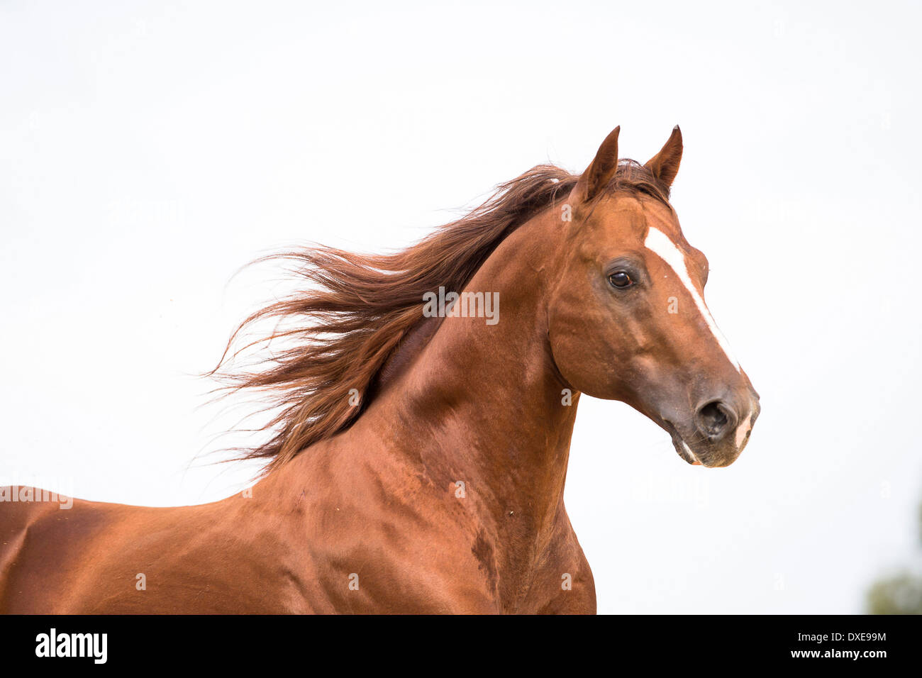 Quarter Horse Headshot