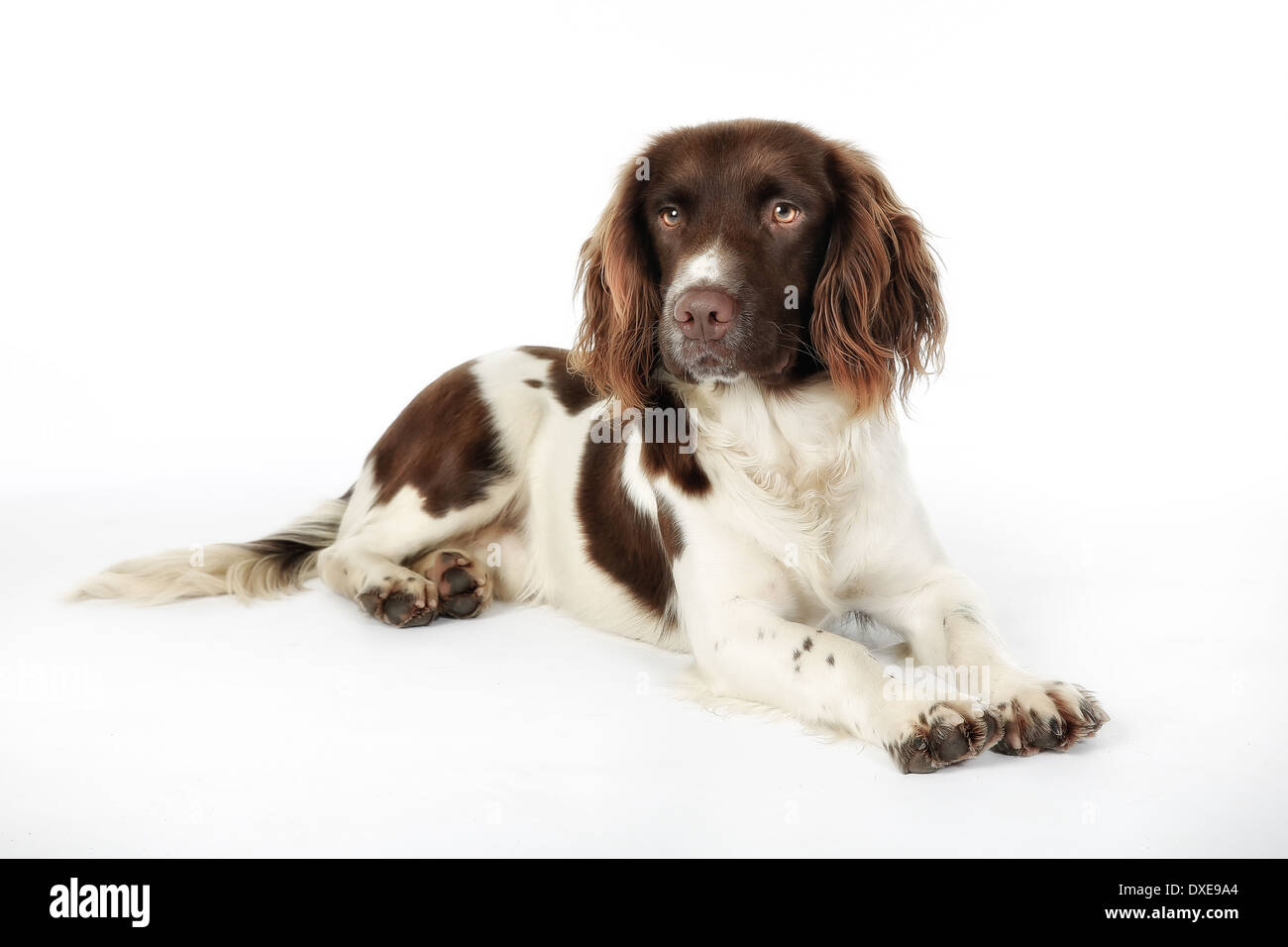 Studio shot of purebred english springer spaniel dog Stock Photo - Alamy