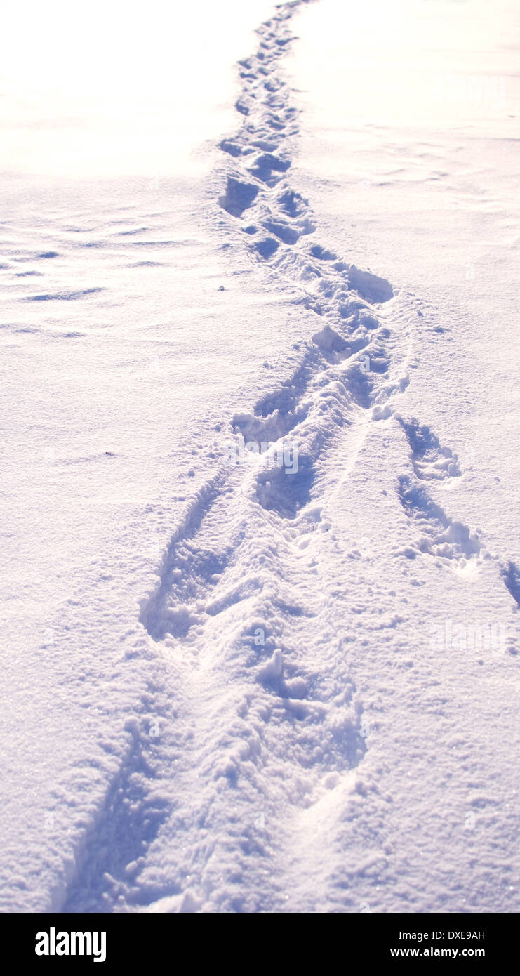 footprints in a snow Stock Photo - Alamy