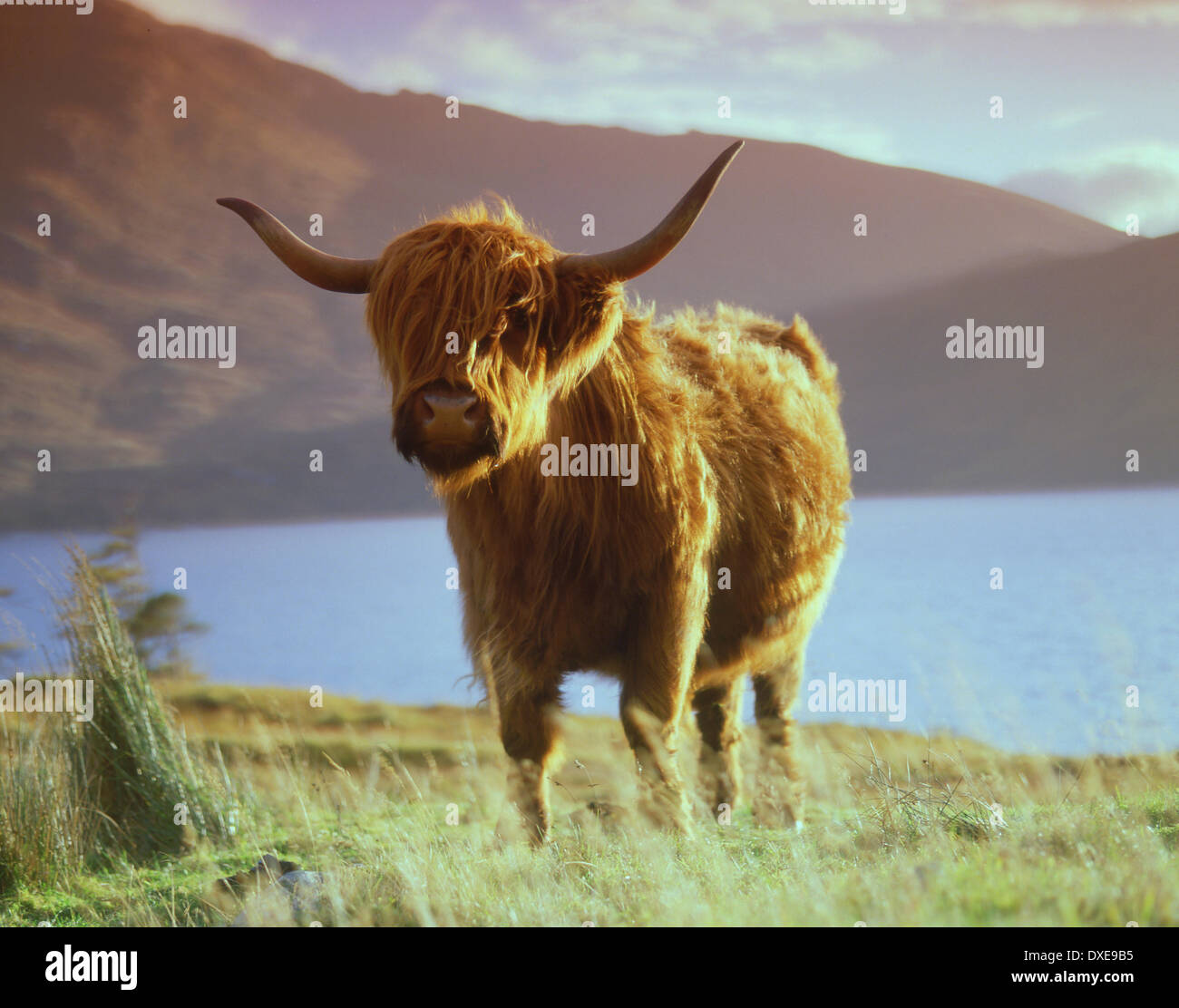 Highland cow with setting sun on shore of Loch Quoich,Knoydart.West ...