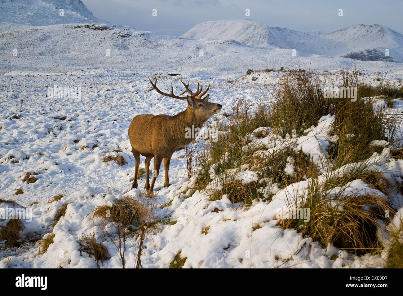 Stag on rannoch moor hi-res stock photography and images - Alamy