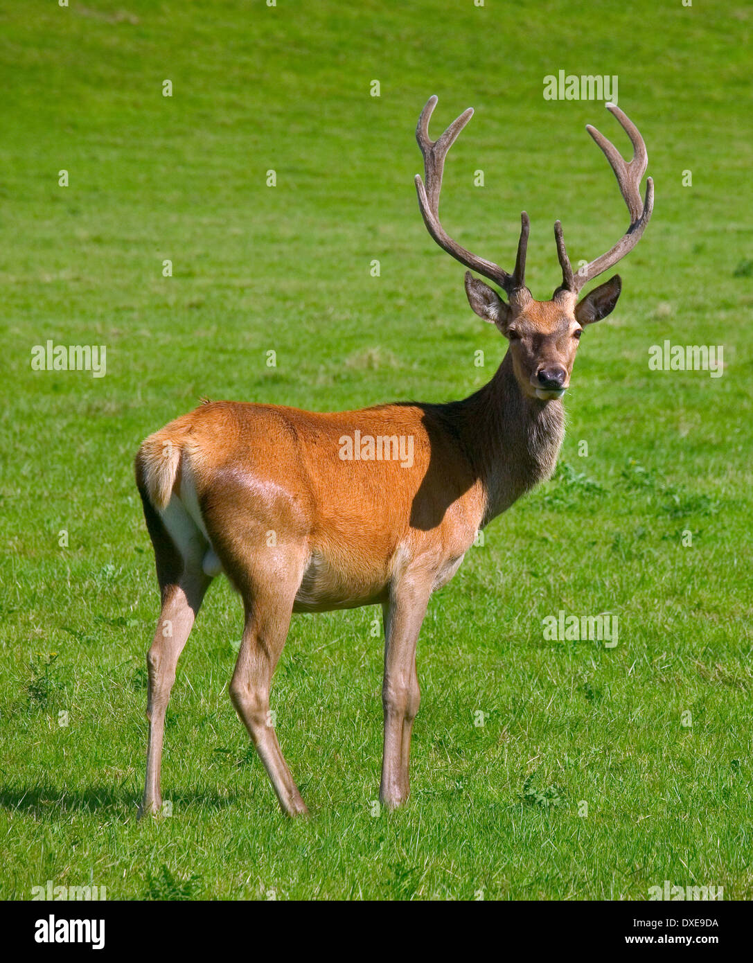 Stag stag hi-res stock photography and images - Alamy