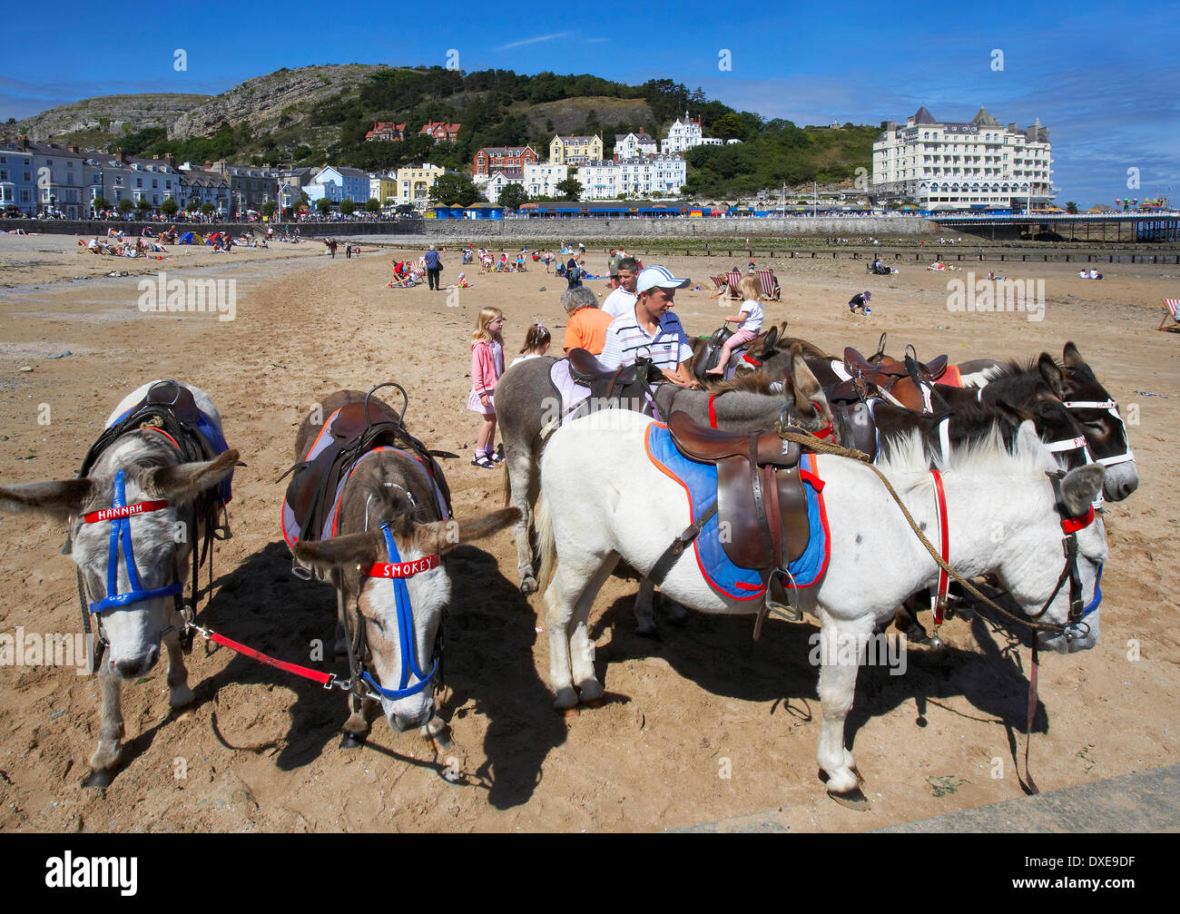 Llandudno wales donkey hi-res stock photography and images - Alamy
