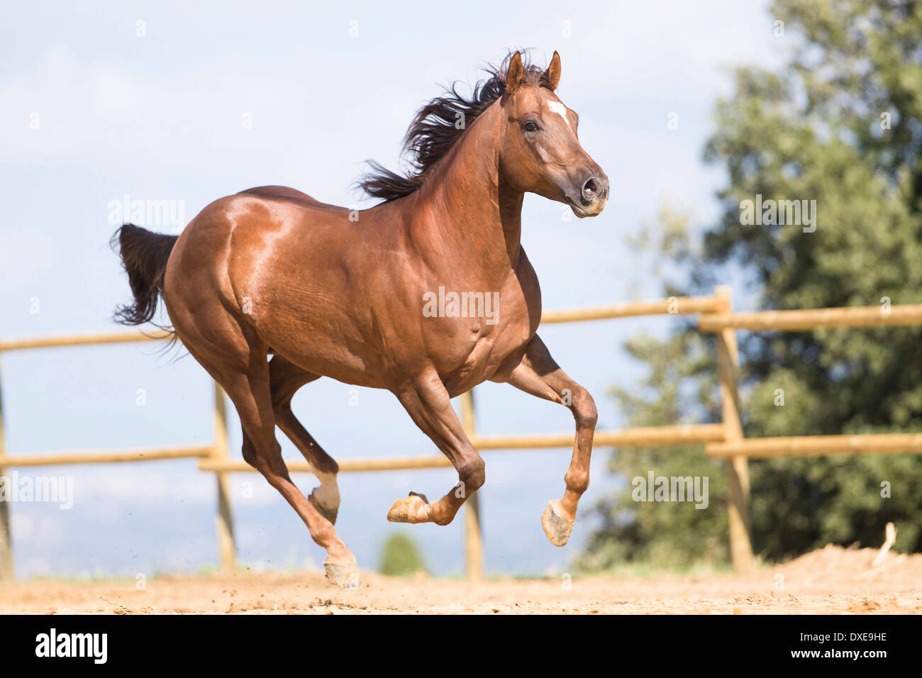 American Quarter Horse. Chestnut adult galloping in a paddock. Italy ...