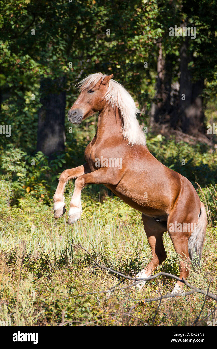 Romanian Warmblood. Chestnut gelding rearing on a clearing. Romania ...