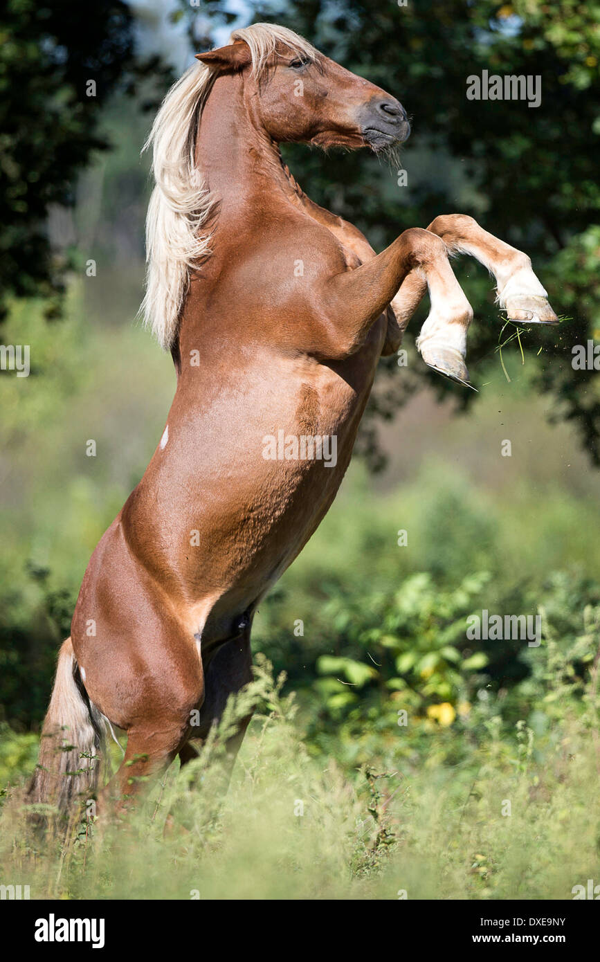 Romanian Warmblood. Chestnut gelding rearing on a clearing. Romania ...