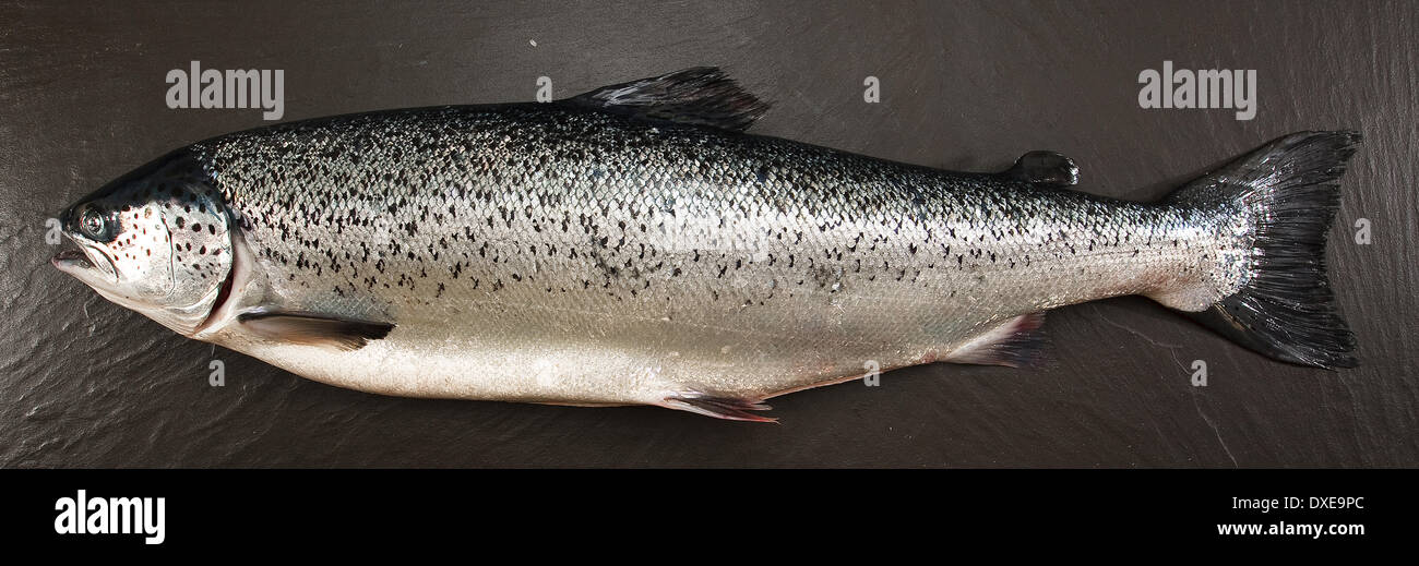 Fresh Scottish Salmon Stock Photo - Alamy