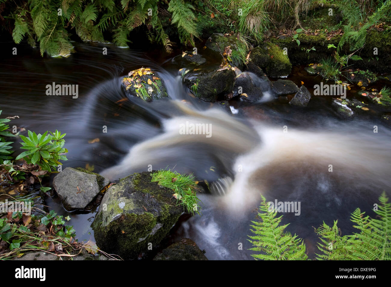 Stream water in nature close hi-res stock photography and images - Alamy