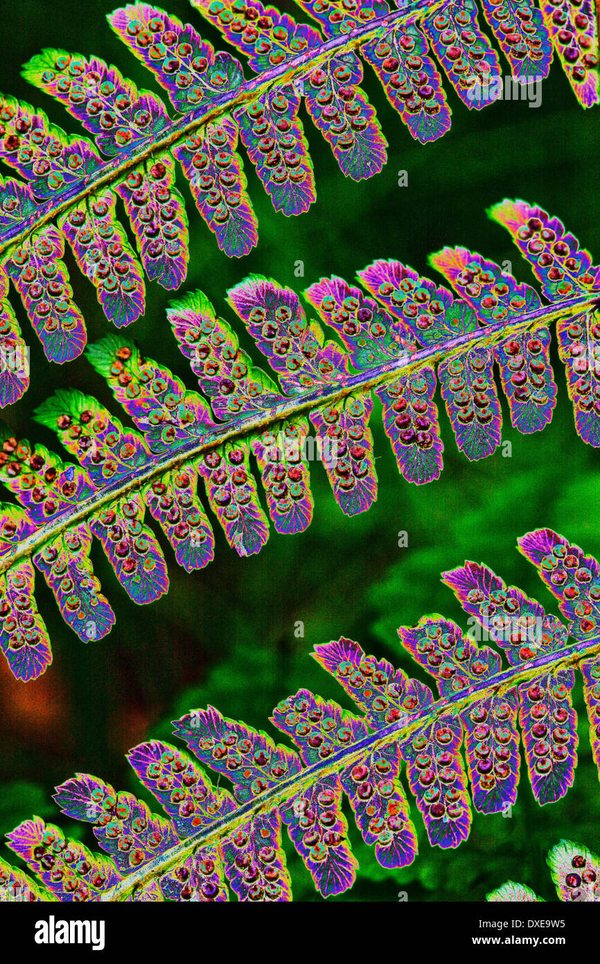 Fern hi-res stock photography and images - Alamy