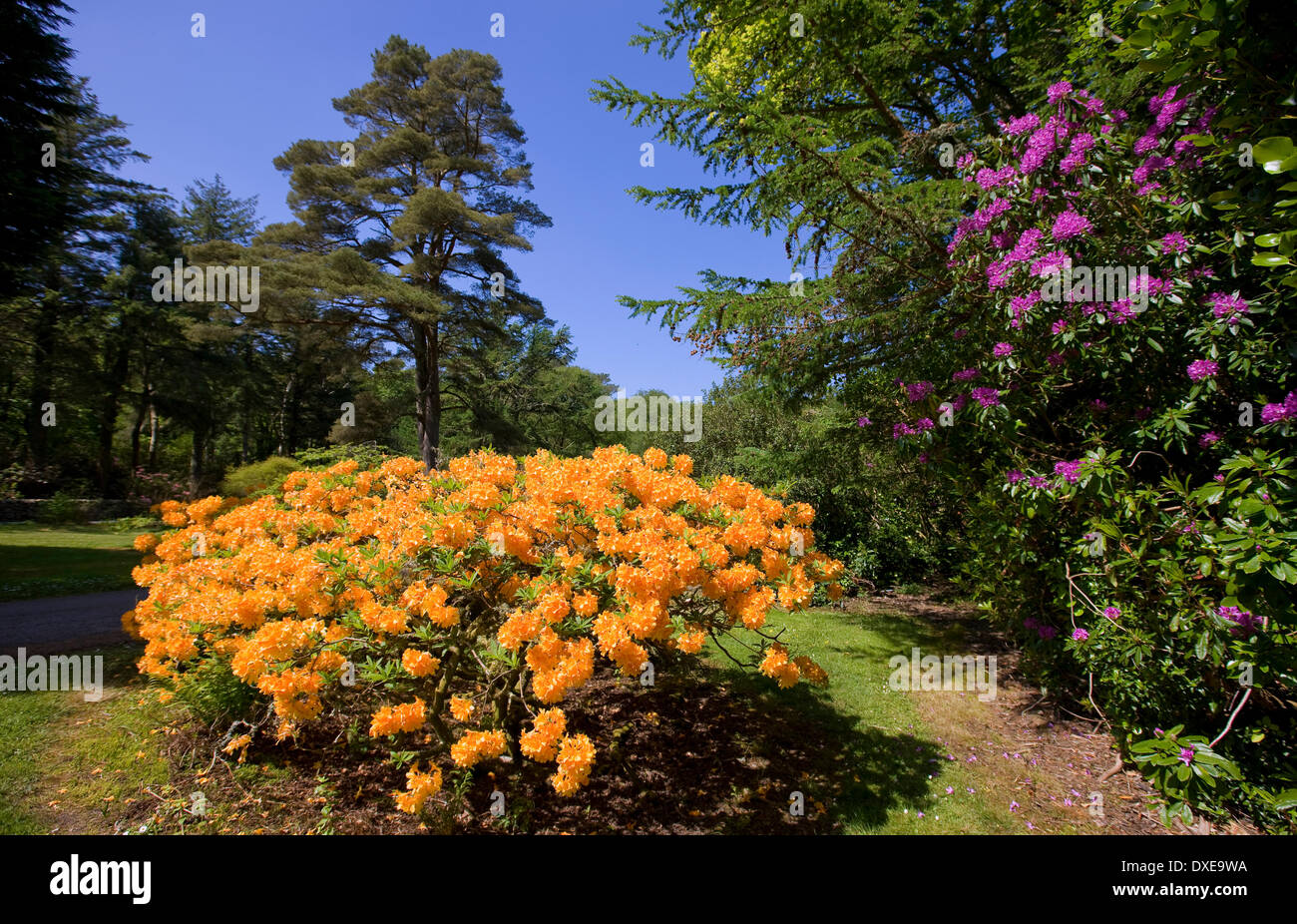 Colourful flowers in Achamore gardens on the island of Gigha,argyll ...