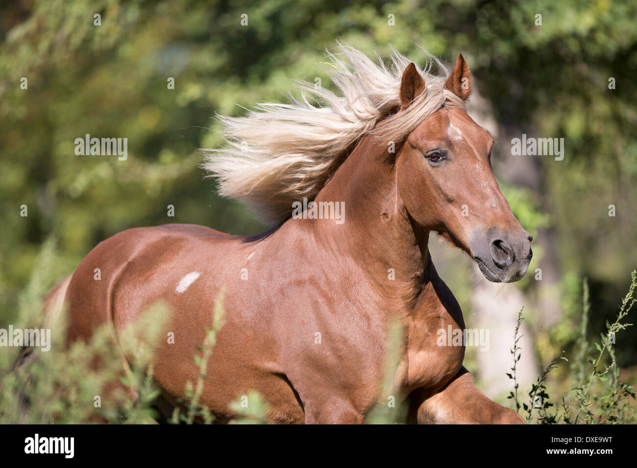 Romanian Warmblood. Chestnut gelding galopping on a clearing. Romania ...