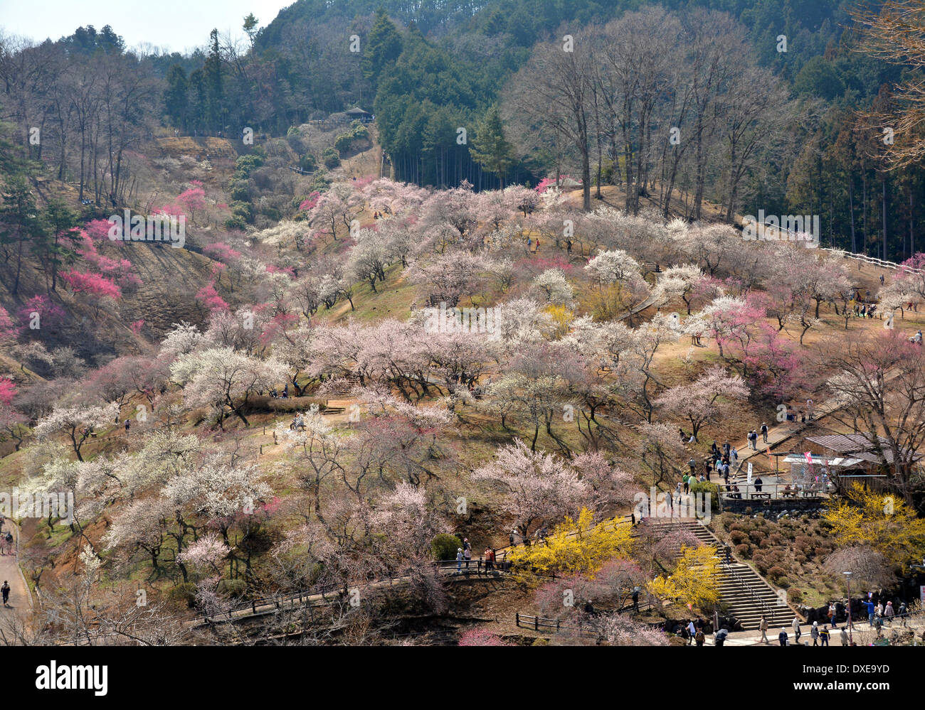 Tokyo, Japan. 25th Mar, 2014. Plum trees are in full bloom on the ...