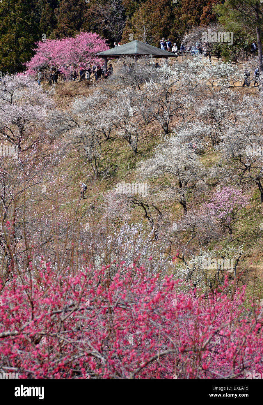 Tokyo, Japan. 25th Mar, 2014. Plum trees are in full bloom on the ...