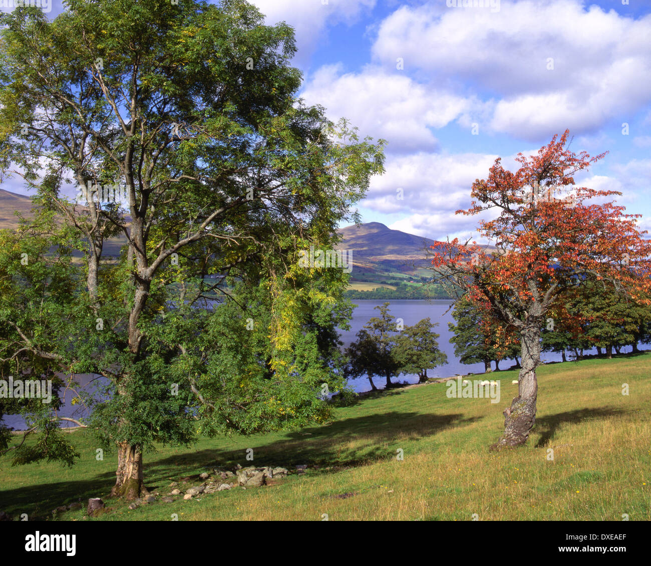 Autumn colours on the south-side of Loch Tay, Perthshire Stock Photo ...