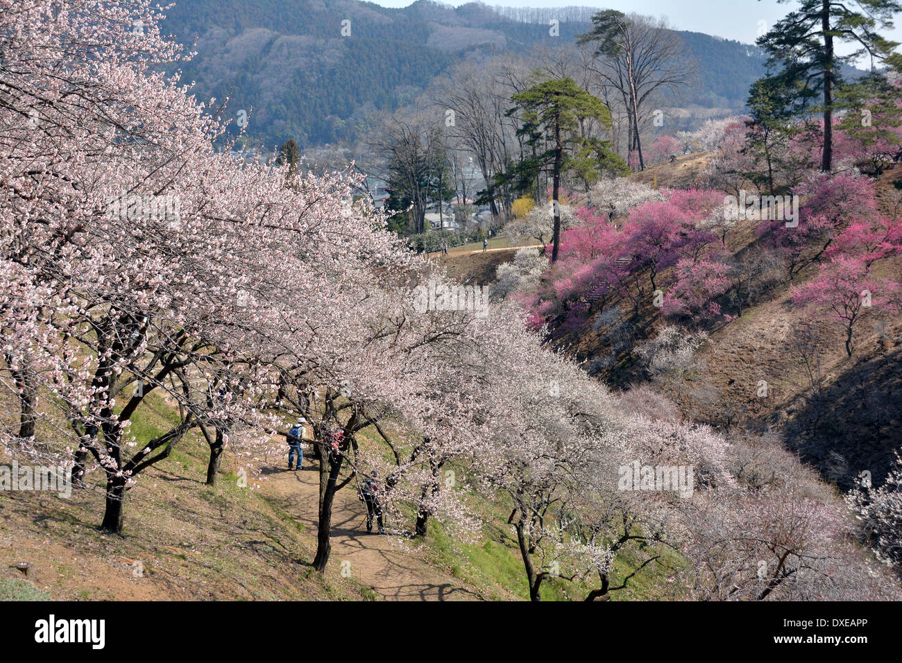 Tokyo, Japan. 25th Mar, 2014. Plum trees are in full bloom on the ...