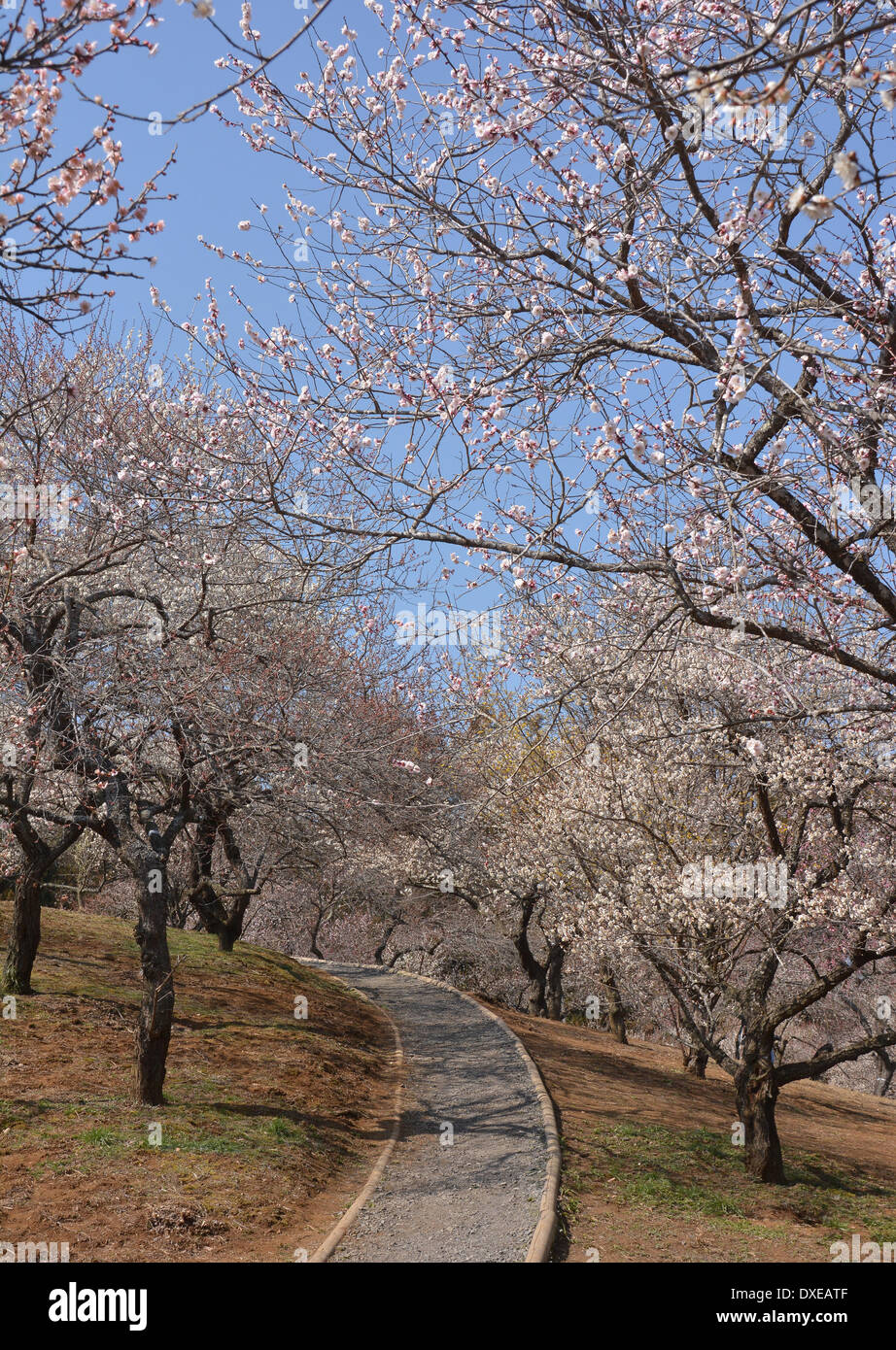 Tokyo, Japan. 25th Mar, 2014. Plum trees are in full bloom on the ...