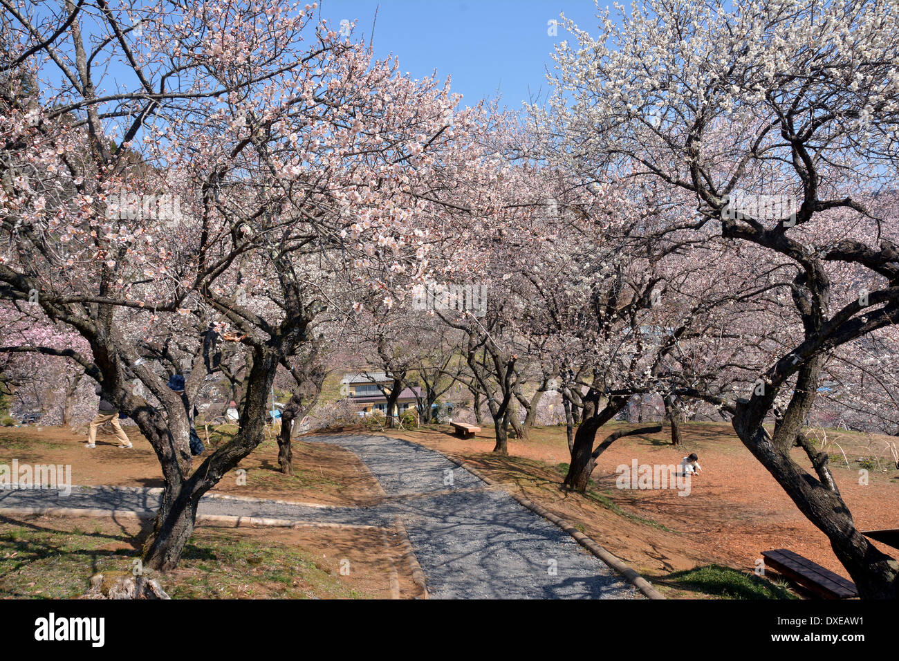 Tokyo, Japan. 25th Mar, 2014. Plum trees are in full bloom on the ...