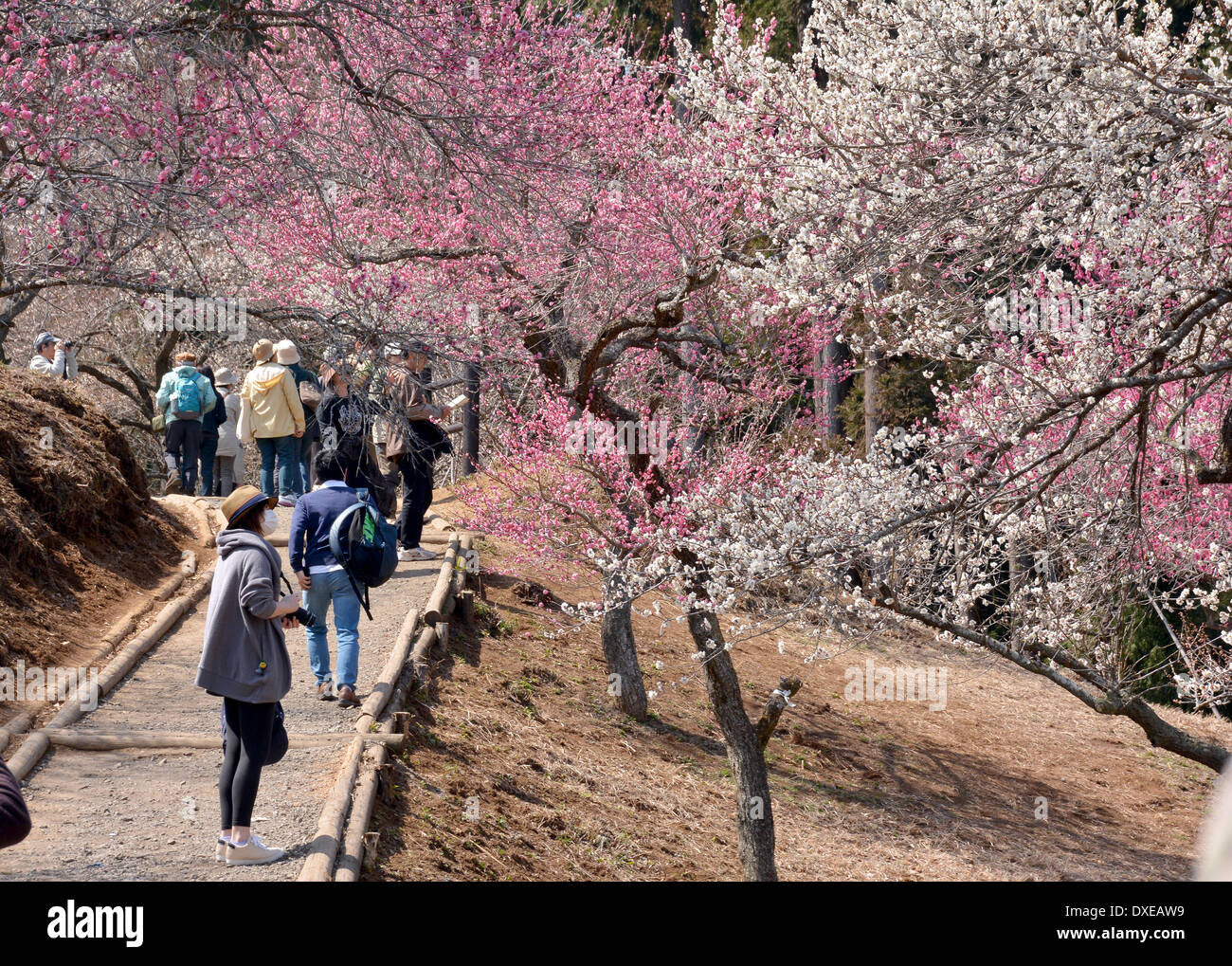 Tokyo, Japan. 25th Mar, 2014. Plum trees are in full bloom on the ...