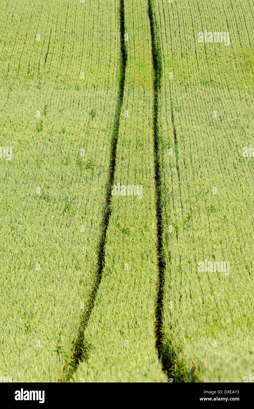 Track from a tractor in a corn field Stock Photo - Alamy