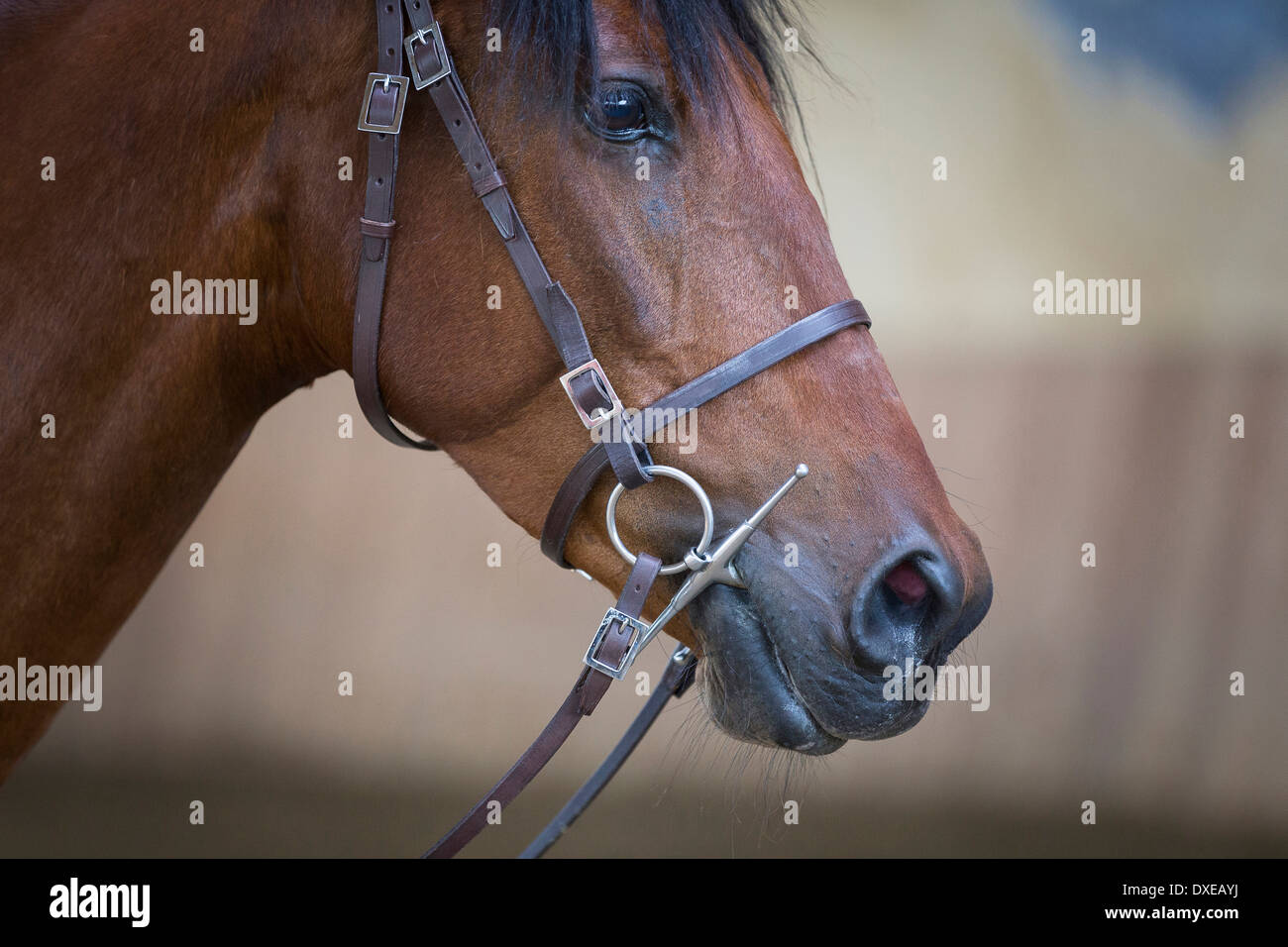 Horse cheeks hi-res stock photography and images - Alamy